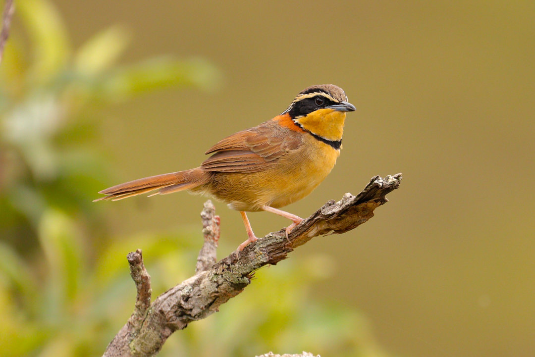 Foto meia-lua-do-cerrado (Melanopareia torquata) Por Luiz Moura | Wiki ...
