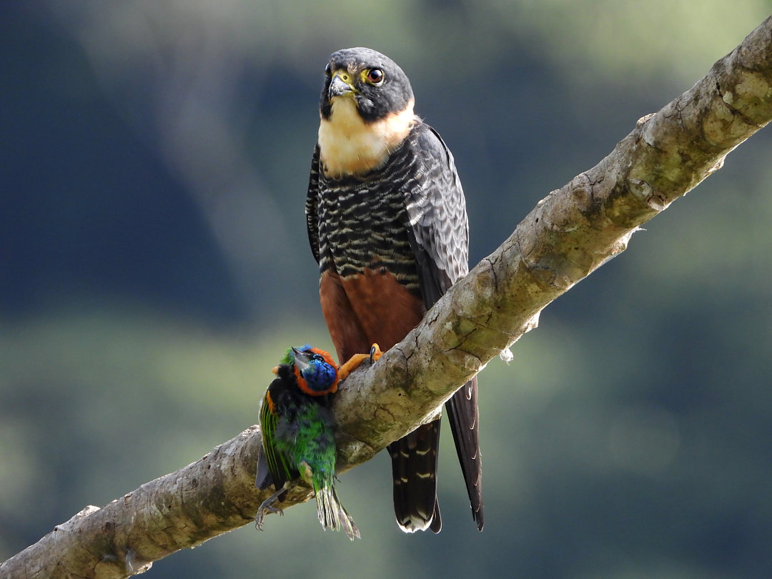 Foto cauré (Falco rufigularis) Por Juliana Alvim | Wiki Aves - A ...