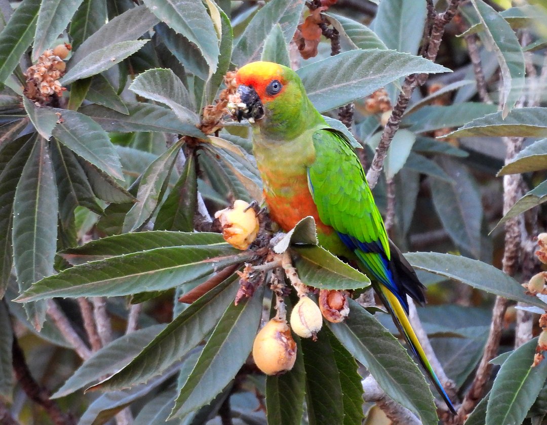Foto jandaia-de-testa-vermelha (Aratinga auricapillus) Por Bárbara ...