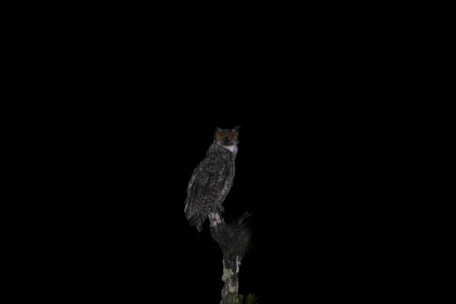 Foto jacurutu (Bubo virginianus) Por Marcelo Anjos (Bio Floripa) | Wiki ...