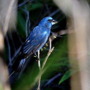 azulão-da-amazônia (Cyanoloxia rothschildii) | WikiAves - A ...