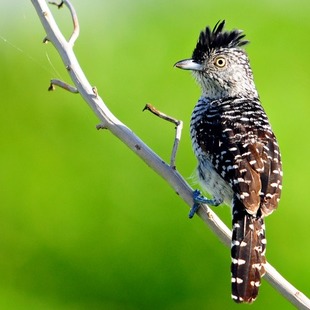 choca-barrada (Thamnophilus doliatus) | WikiAves - A Enciclopédia das ...