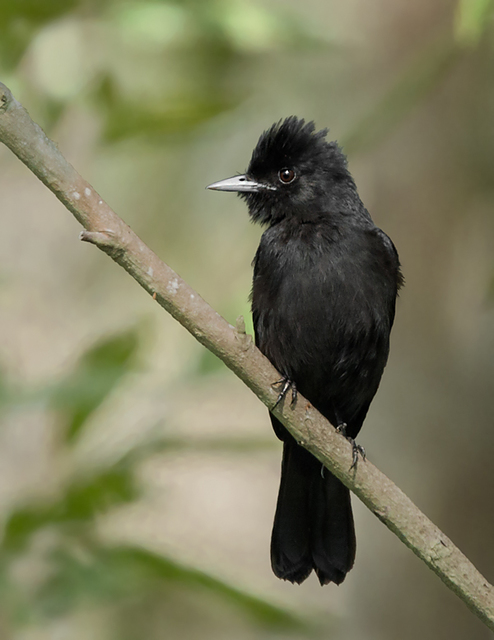 maria-preta-ribeirinha (Knipolegus orenocensis) | WikiAves - A ...