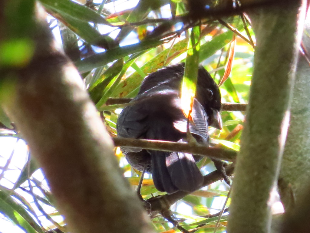 Foto negrinho-do-mato (Amaurospiza moesta) Por Cleberton Bianchini ...