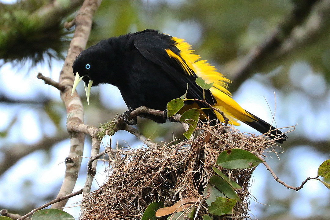 Foto xexéu (Cacicus cela) Por Leonardo Casadei | Wiki Aves - A ...