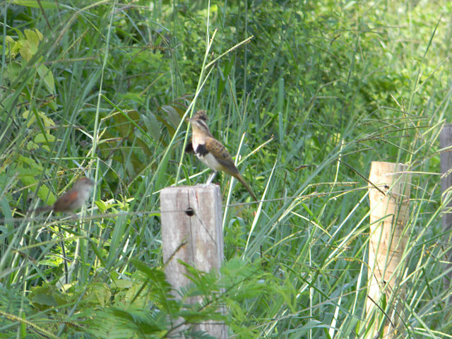 Foto saci (Tapera naevia) Por Gean Carriel | Wiki Aves - A Enciclopédia ...