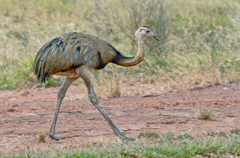 Foto ema (Rhea americana) Por Júlio Silveira | Wiki Aves - A ...