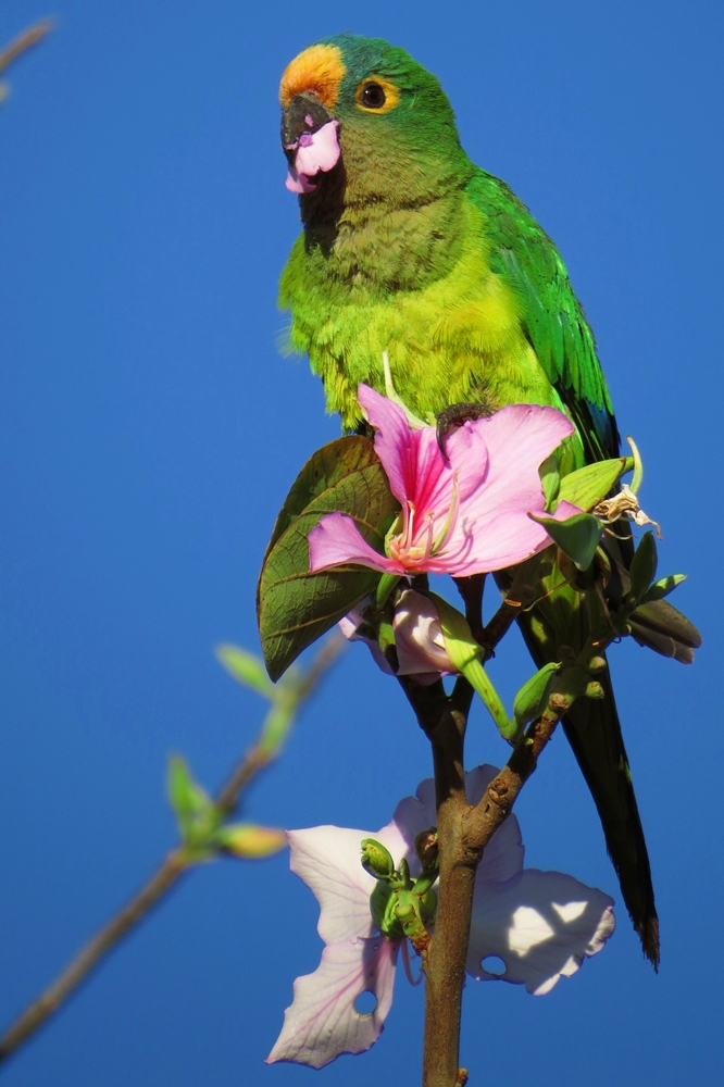 Foto periquito-rei (Eupsittula aurea) Por Amauri Lima | Wiki Aves - A ...
