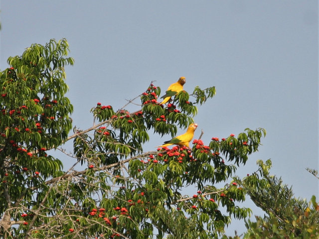 Foto ararajuba (Guaruba guarouba) Por Braulio Carlos | Wiki Aves - A ...
