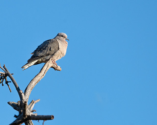 Foto avoante (Zenaida auriculata) Por Nelson Guimarães Jr | Wiki Aves ...