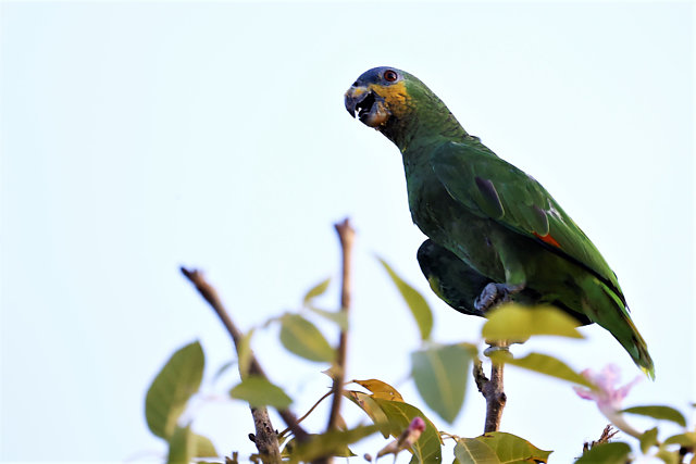 Foto curica (Amazona amazonica) Por Izaias Silva | Wiki Aves - A ...