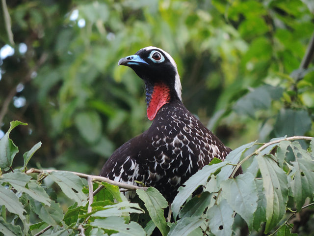 Foto jacutinga (Aburria jacutinga) Por Ricardo R. Silva | Wiki Aves - A ...