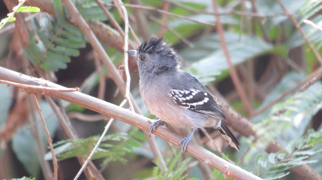 Foto choca-da-mata (Thamnophilus caerulescens) Por Pedro Augusto F ...