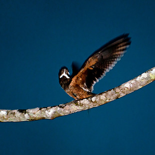 tuju (Lurocalis semitorquatus) | WikiAves - A Enciclopédia das Aves do ...