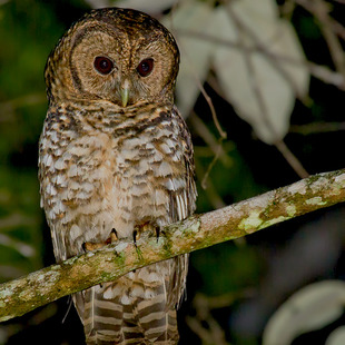coruja-listrada (Strix hylophila) | WikiAves - A Enciclopédia das Aves ...
