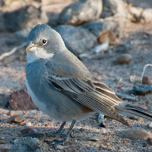 diuca (Hedyglossa diuca) | WikiAves - A Enciclopédia das Aves do Brasil