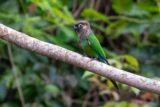 Foto tiriba-pérola (Pyrrhura coerulescens) Por Ronaldo Francisco | Wiki Aves - A Enciclopédia ...
