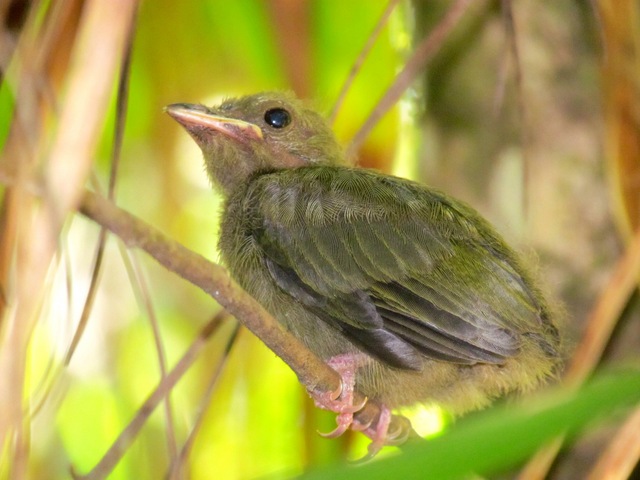 Foto flautim (Schiffornis virescens) Por Miguel Nema | Wiki Aves - A ...