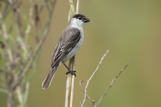 Foto caboclinho-coroado (Sporophila pileata) Por Paulo Fenalti | Wiki ...