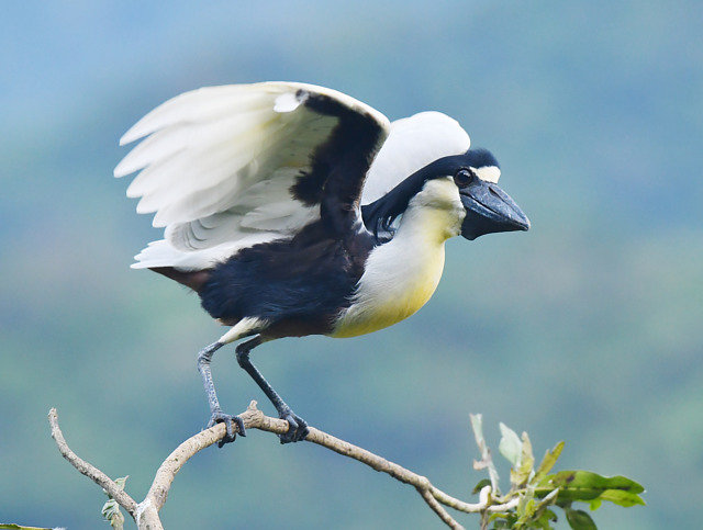 Foto arapapá (Cochlearius cochlearius) Por Karolina Moreira | Wiki Aves ...