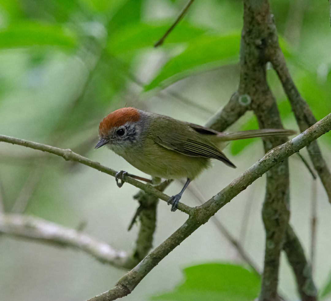 Foto verdinho-coroado (Hylophilus poicilotis) Por Fabyano Costa | Wiki ...