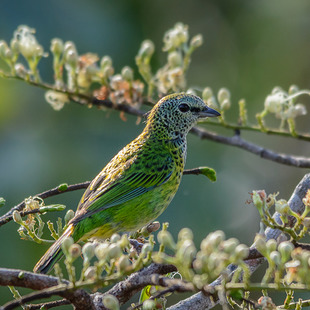 saíra-negaça (Tangara punctata) | WikiAves - A Enciclopédia das Aves do ...