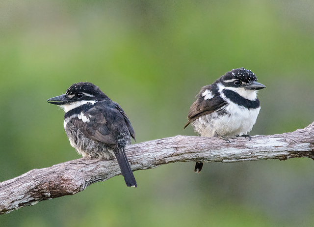 macuru-pintado (Notharchus tectus) | WikiAves - A Enciclopédia das Aves ...