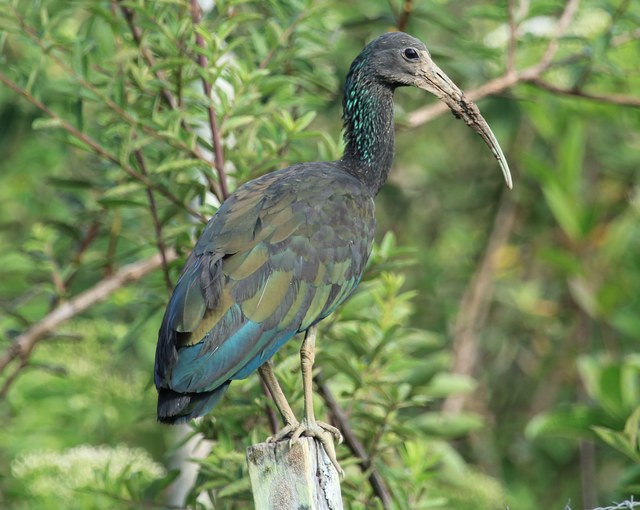 Foto coró-coró (Mesembrinibis cayennensis) Por Taís Pires | Wiki Aves ...
