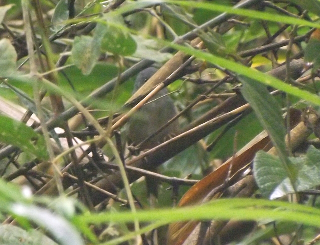 Foto tapaculo-pintado (Psilorhamphus guttatus) Por Roney Souza | Wiki ...