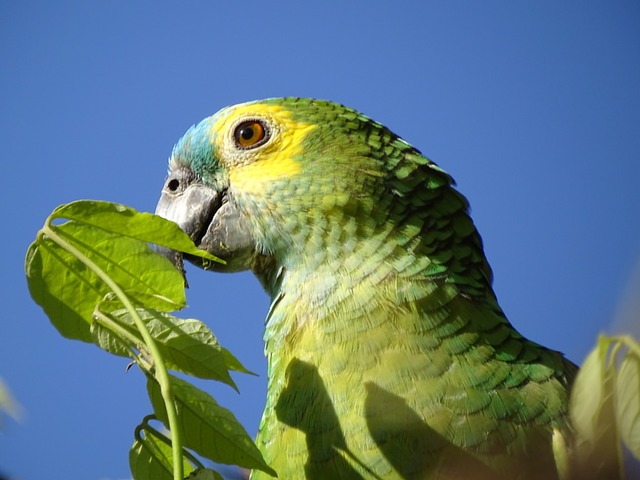 Foto papagaio-verdadeiro (Amazona aestiva) Por Vicky Kemmelmeier | Wiki ...