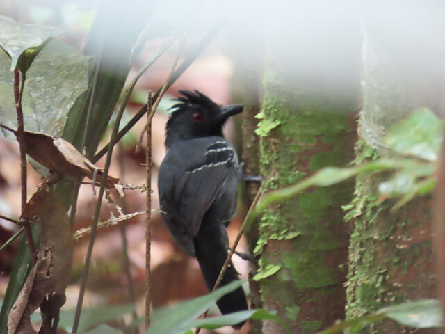 Foto formigueiro-de-hellmayr (Percnostola subcristata) Por Ives Vergara ...