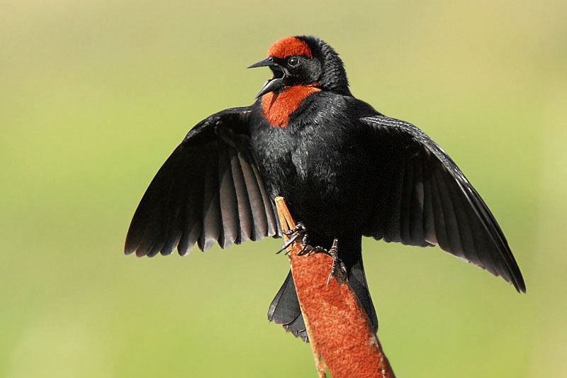 Foto garibaldi (Chrysomus ruficapillus) Por Roberto Gallacci | Wiki ...
