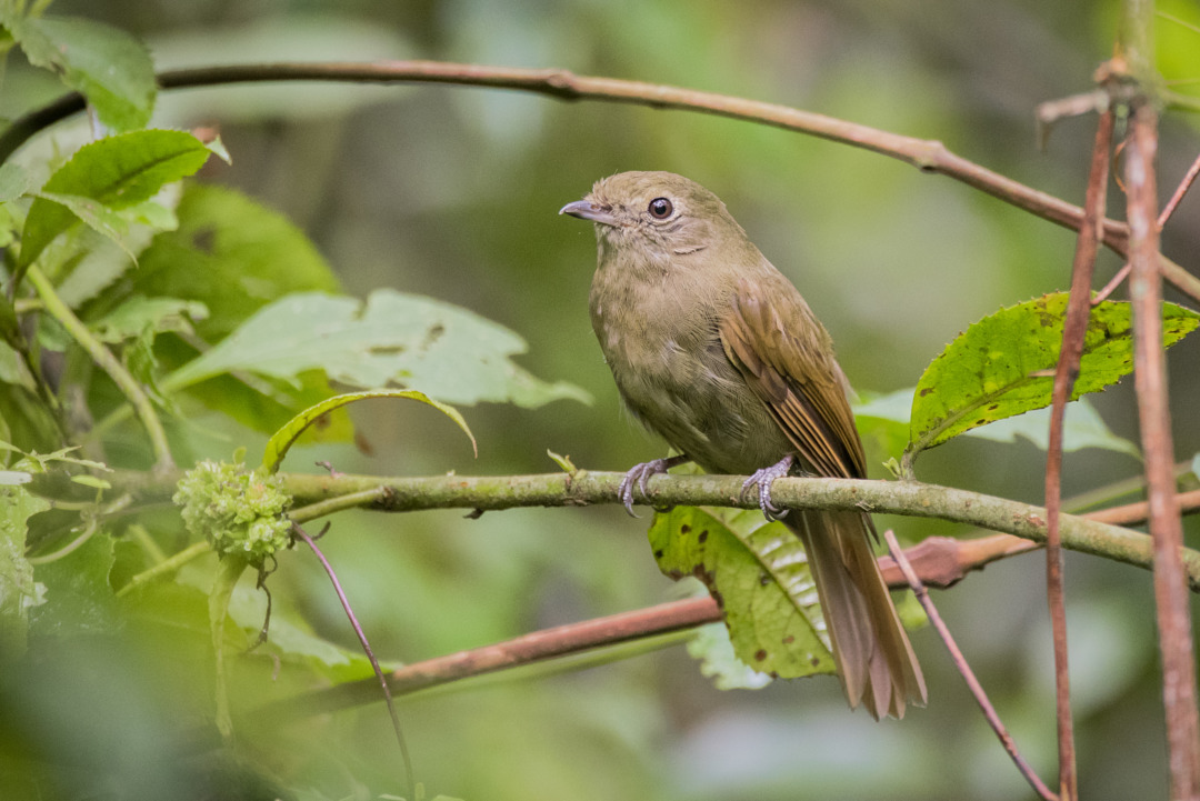 Foto flautim (Schiffornis virescens) Por Marcelo Müller (Müller) | Wiki ...