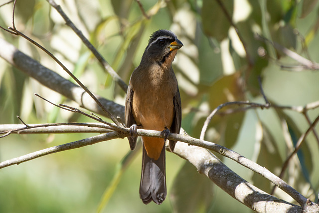 Foto bico-grosso (Saltator maxillosus) Por Giancarlo Müller Pozzebon ...