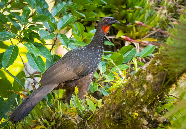 Foto jacuguaçu (Penelope obscura) Por Marcelo Telles | Wiki Aves - A ...