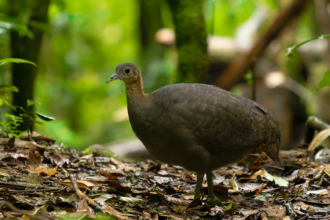 Foto macuco (Tinamus solitarius) Por Marcelo Telles | Wiki Aves - A ...