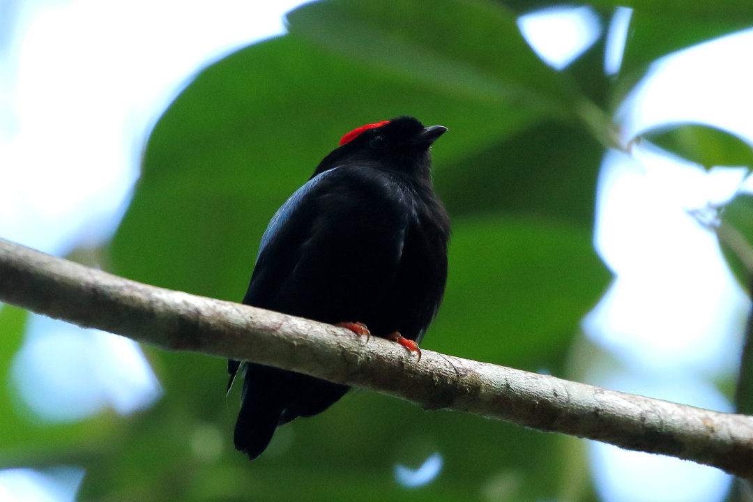 Foto tangará-príncipe (Chiroxiphia pareola) Por Gilvan Moreira | Wiki ...