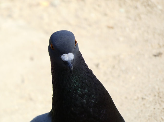 Foto pombo-doméstico (Columba livia) Por Patrícia Thomas | Wiki Aves ...