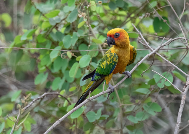 Foto cacaué (Aratinga maculata) Por Marco Cruz | Wiki Aves - A ...
