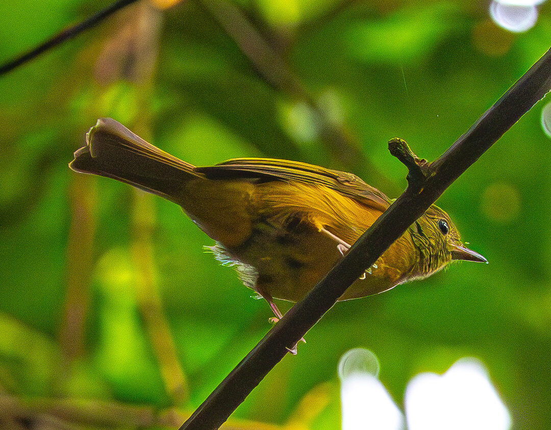 Foto abre-asa (Mionectes oleagineus) Por Mats Hildeman | Wiki Aves - A ...