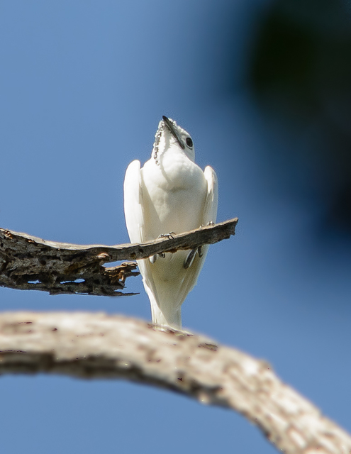 Foto araponga-da-amazônia (Procnias albus) Por Ronaldo Koloszuk | Wiki ...