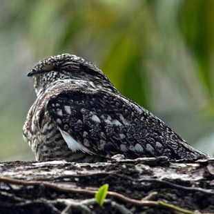 bacurau-de-asa-fina (Chordeiles acutipennis) | WikiAves - A ...