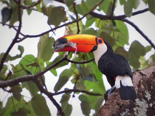 tucanuçu (Ramphastos toco) | WikiAves - A Enciclopédia das Aves do Brasil