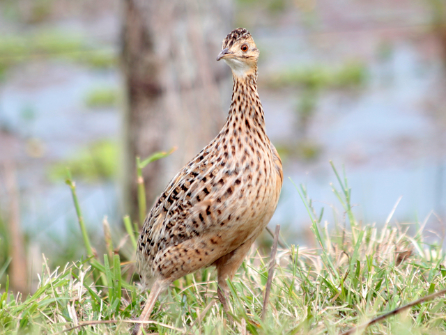 codorna-amarela (Nothura maculosa) | WikiAves - A Enciclopédia das Aves ...