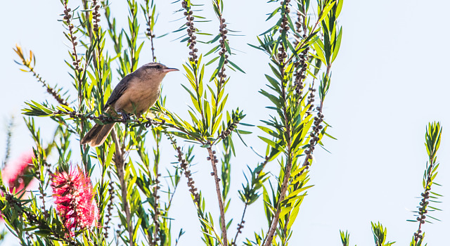 Foto catatau (Campylorhynchus turdinus) Por Andréa Pires | Wiki Aves ...