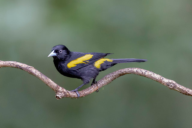 Foto tecelão (Cacicus chrysopterus) Por Mauricio de Mello | Wiki Aves ...