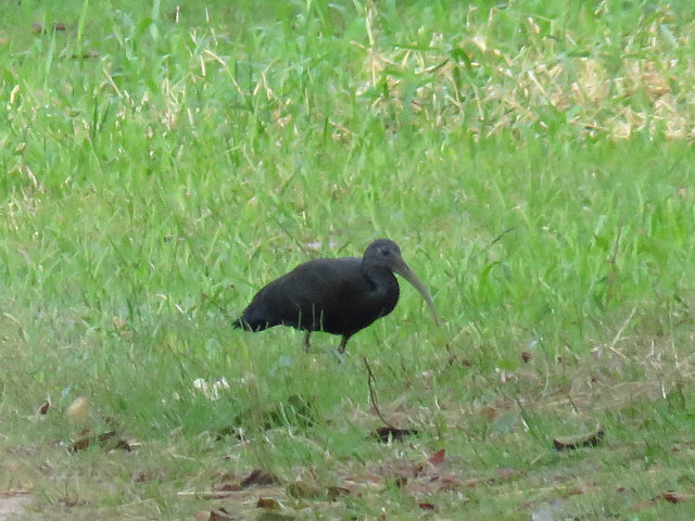 Foto coró-coró (Mesembrinibis cayennensis) Por Daiane Daneluz | Wiki ...