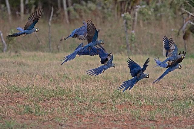 Foto arara-azul-de-lear (Anodorhynchus leari) Por Leonildo Piovesan ...