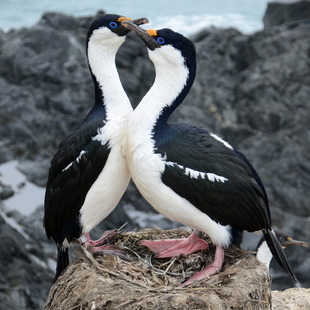 Suliformes | WikiAves - A Enciclopédia das Aves do Brasil