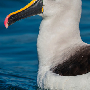 Procellariiformes | WikiAves - A Enciclopédia das Aves do Brasil
